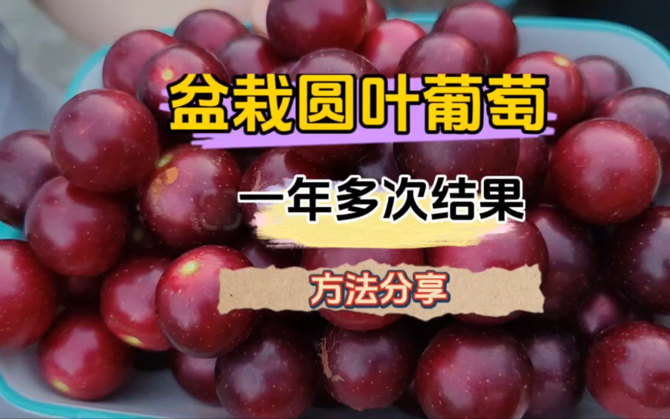 盆栽圆叶葡萄切根换盆和一年多季结果的方法,可以从夏季吃到落霜哦