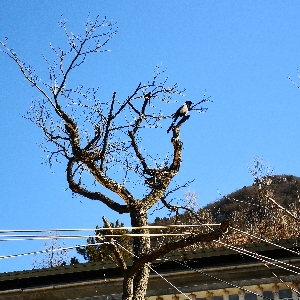 蝙蝠潮 