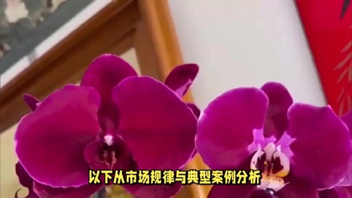 4867. 蝴蝶兰颜色与价格的关系:稀有性决定市场价值