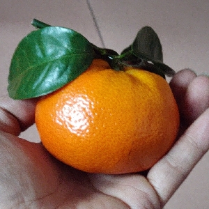 方舟小小孩 