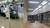 “水淹到脖子了”！郑州暴雨致地铁被淹，乘客亲述“惊魂”两小时