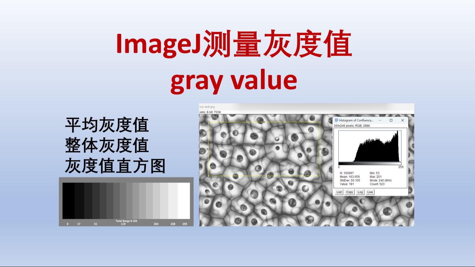 ImageJ 软件 测量图片灰度值 gray value 直方图 像素