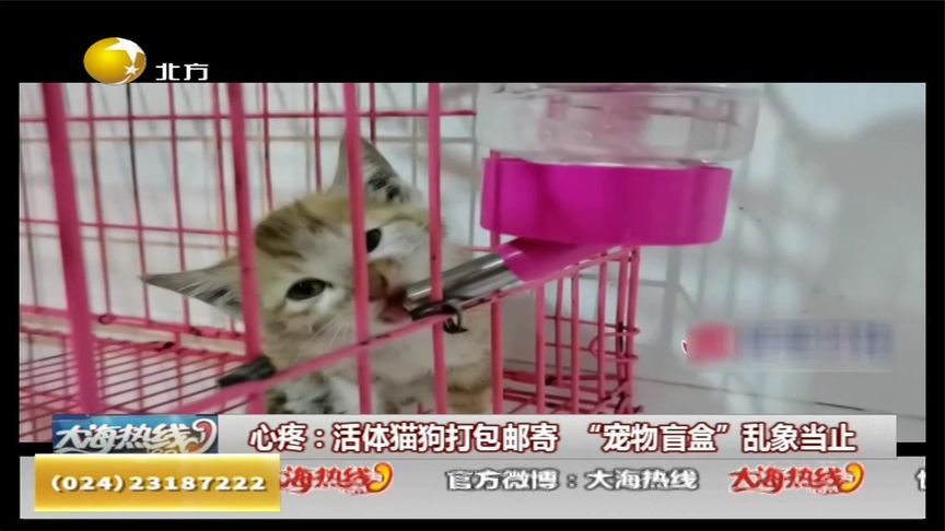 心疼:活体猫狗打包邮寄,“宠物盲盒”乱象当止