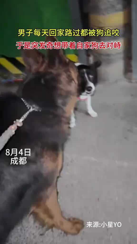 男子每天回家路过都被狗追咬,于是突发奇想带着自家狗去对峙