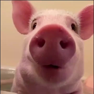 ooclcoo 