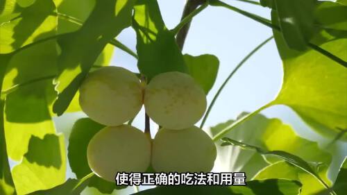 银杏果:美味与健康的平衡吃法与用量指南