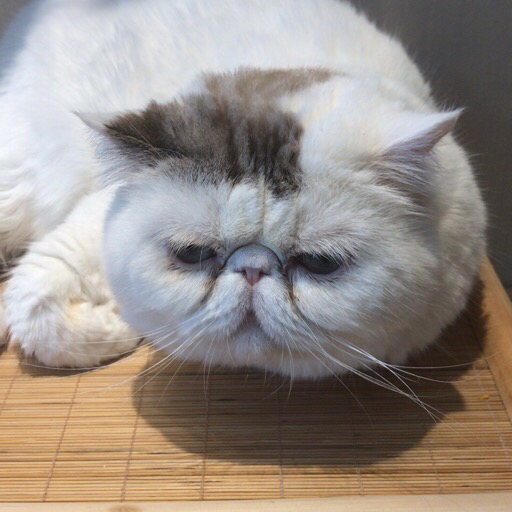 哼哼本哼 