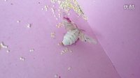 蚕蛾产卵产出梅花形状。(惊奇好玩)