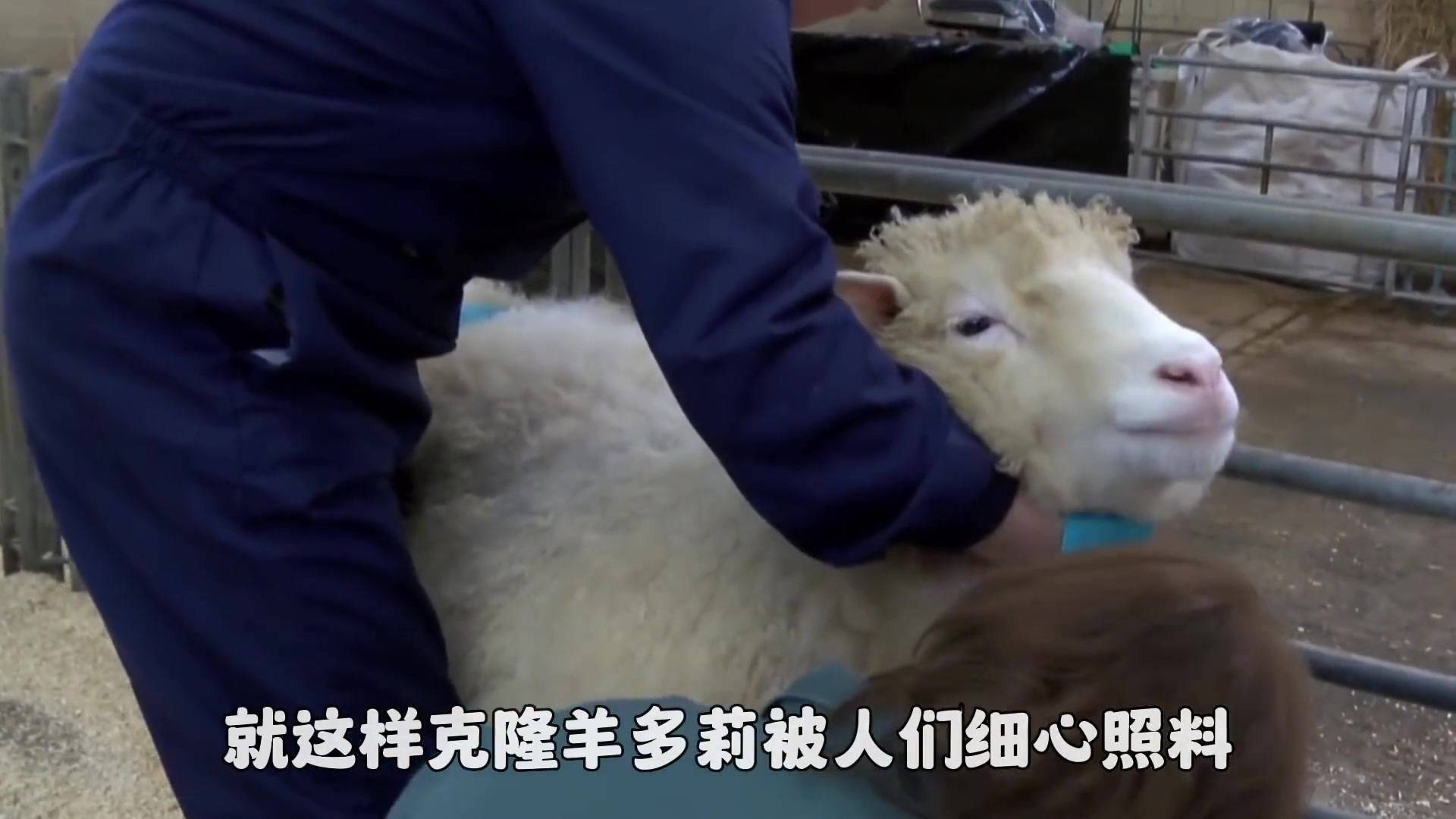 当年我们课本中的克隆羊多莉后来怎样了?