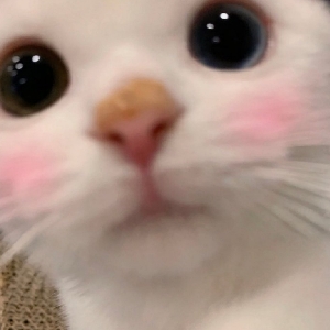 幼儿园一胖 