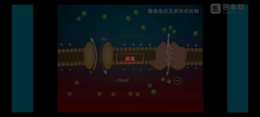 静息电位的机制(自用)
