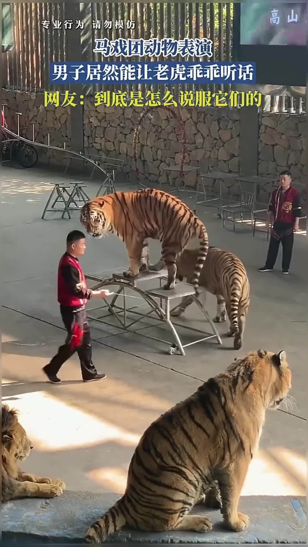 马戏团动物表演,男子居然能让老虎乖乖听话
