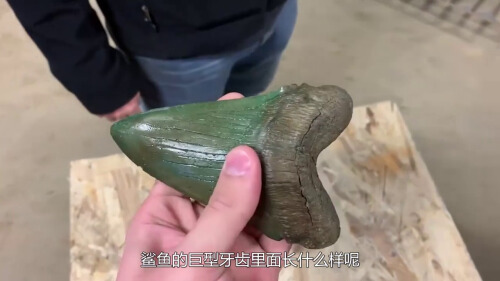 巨齿鲨的牙齿里面结构长啥样?用水刀进行切割,表面的白点是什么