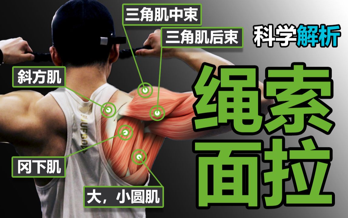 最被低估的训练动作—绳索面拉【动作全面解析】【科学解析】