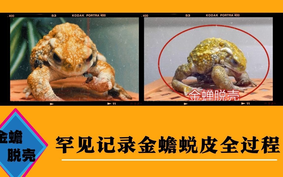 罕见记录金蟾蜕皮全过程,原来蟾衣有这么大用处