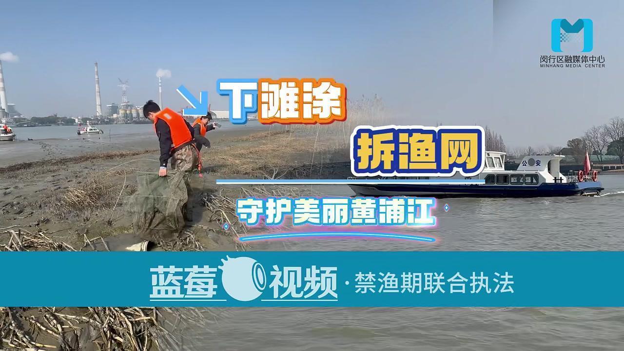 下滩涂,拆渔网,黄浦江水域闵行段开展禁渔期联合执法行动。记者摄制...
