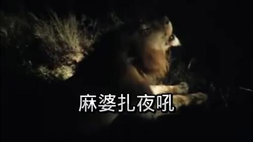 抓拍精彩瞬间与野生动物零距离接触 保护野生动物人人有责 野生动物...
