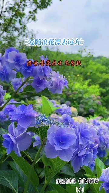 一首蔷薇团长演唱的《爱随浪花漂去远方》完整版～风雨依稀你的模样...
