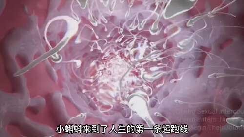 生命从一个细胞变成一堆骨灰的全过程生命科普死亡