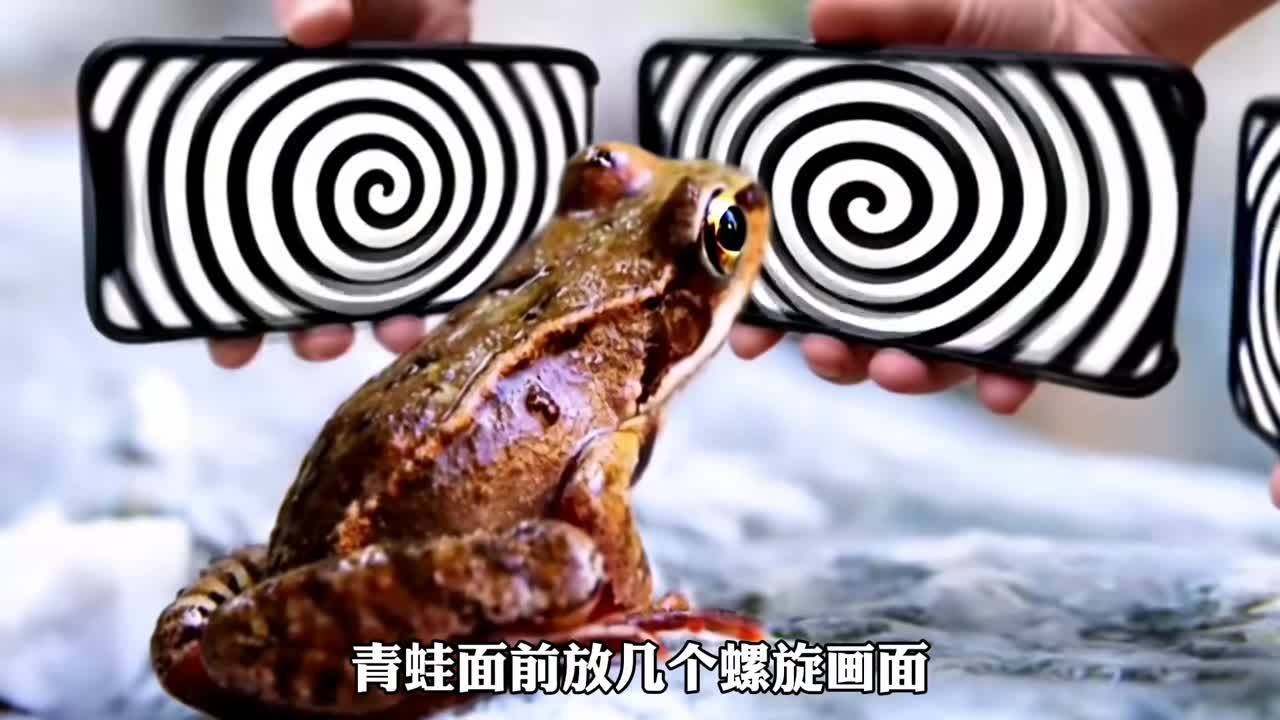 在鸡面前画一条直线,鸡居然一动不动