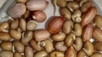 花生黄豆观察记录