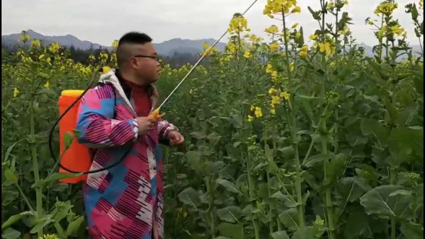 油菜第二次喷施硼肥,全身都淋湿了,高筒靴也倒出了水