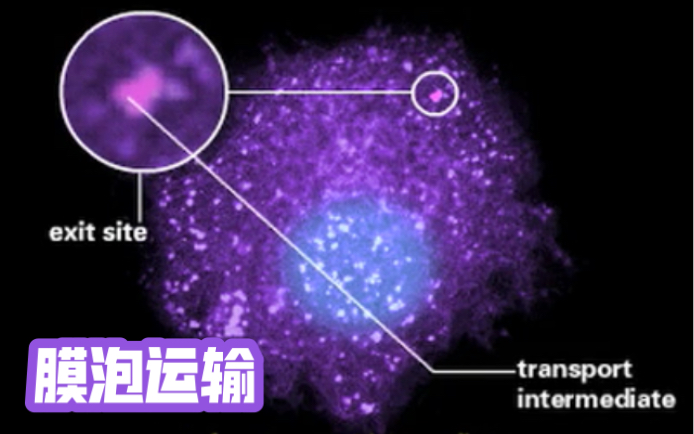 膜泡运输 vesicle transport 每个荧光点都是一个球状中空的结构,装满了...