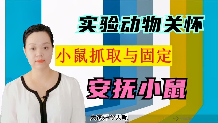 实验小鼠的抓取与固定,注意实验动物关怀,抓取前对动物进行安抚