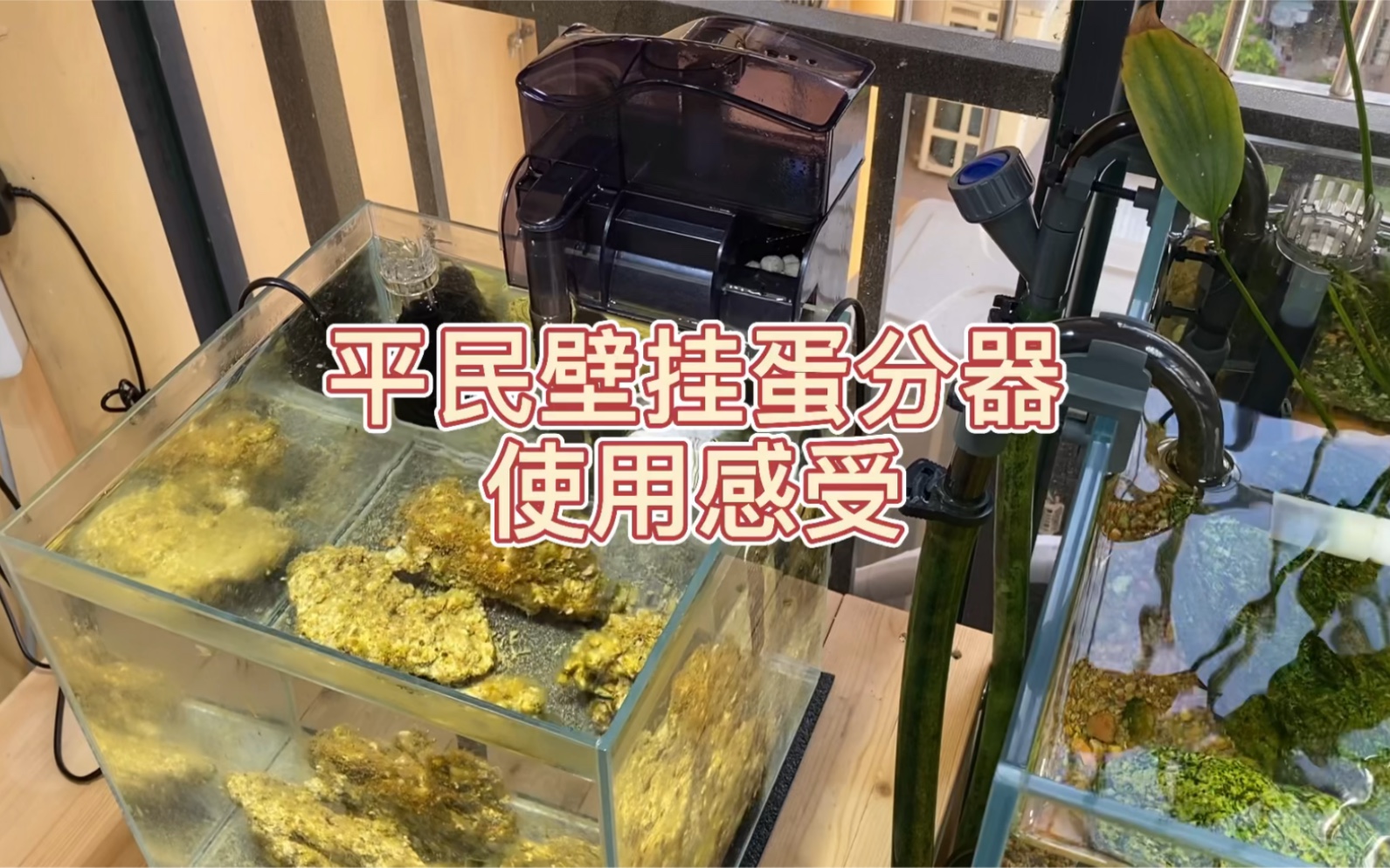 小海缸的平民壁挂蛋分器使用感受