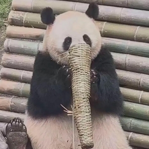 副科代表 