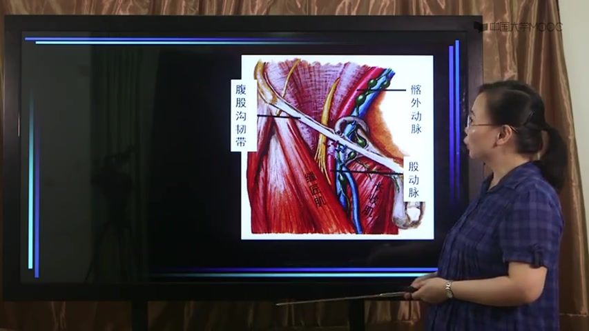解剖与临床:股动脉的必经之路——股三角和收肌管10