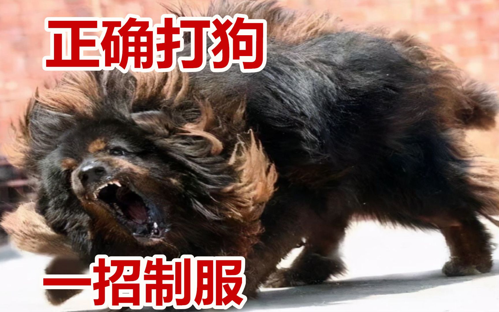 再凶狠的狗打这个部位都会被放倒,您会正确打狗吗?
