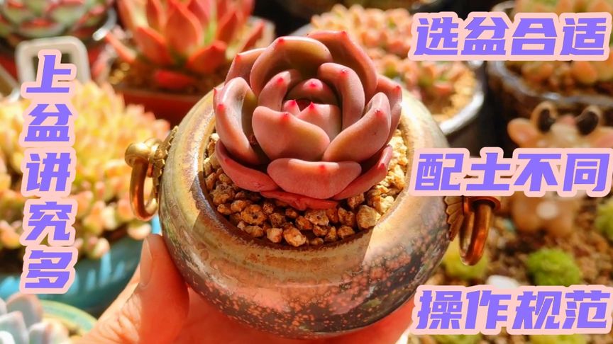 上盆是养好多肉的基础,分门别类的给大家介绍一些上盆小技巧