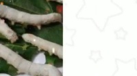 蚕宝宝的生长过程