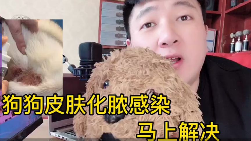 狗狗皮肤出现化脓感染？一招解决，特别管用