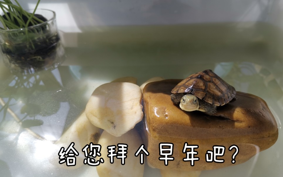 【沼泽过滤】40元自制龟缸沼泽过滤!