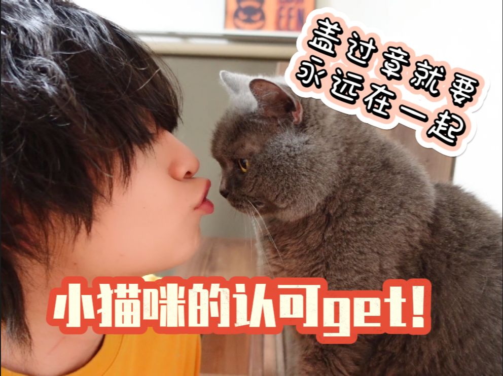 【新成员】听说英短ߐ�很难相处?不存在的~