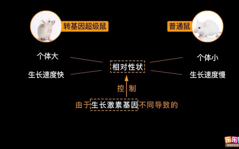 八年级下册生物学 第十四期 基因控制生物的性状