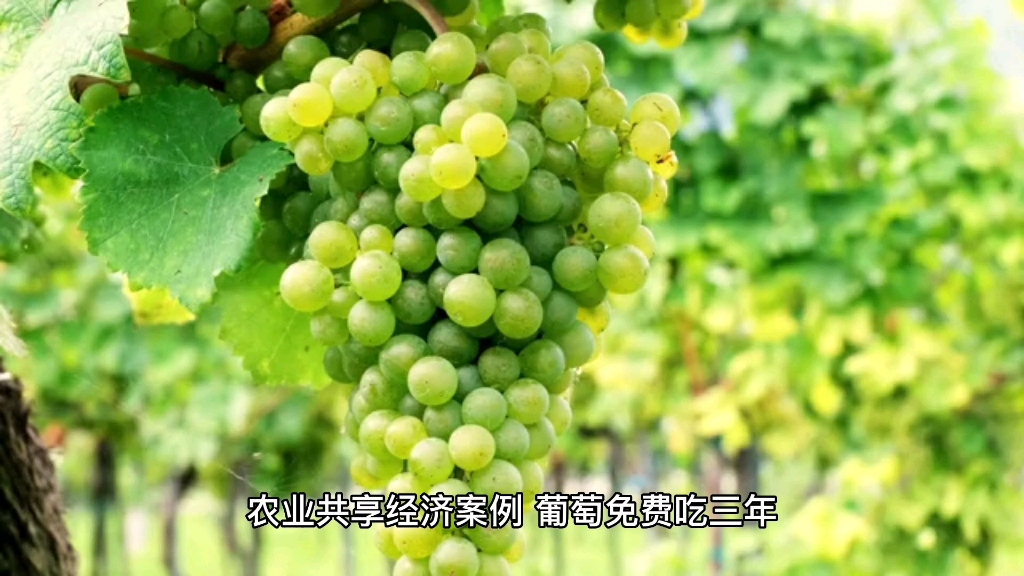 农业共享模式,农产品快速销售的方案