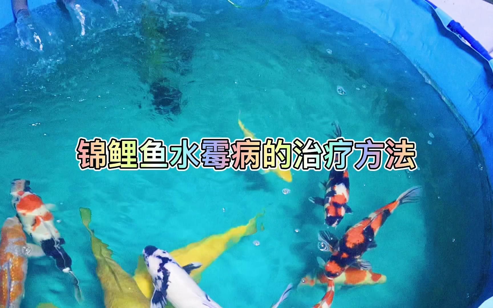 锦鲤鱼得了水霉白毛病怎么办?教你一招比较实在性的治疗操作手法