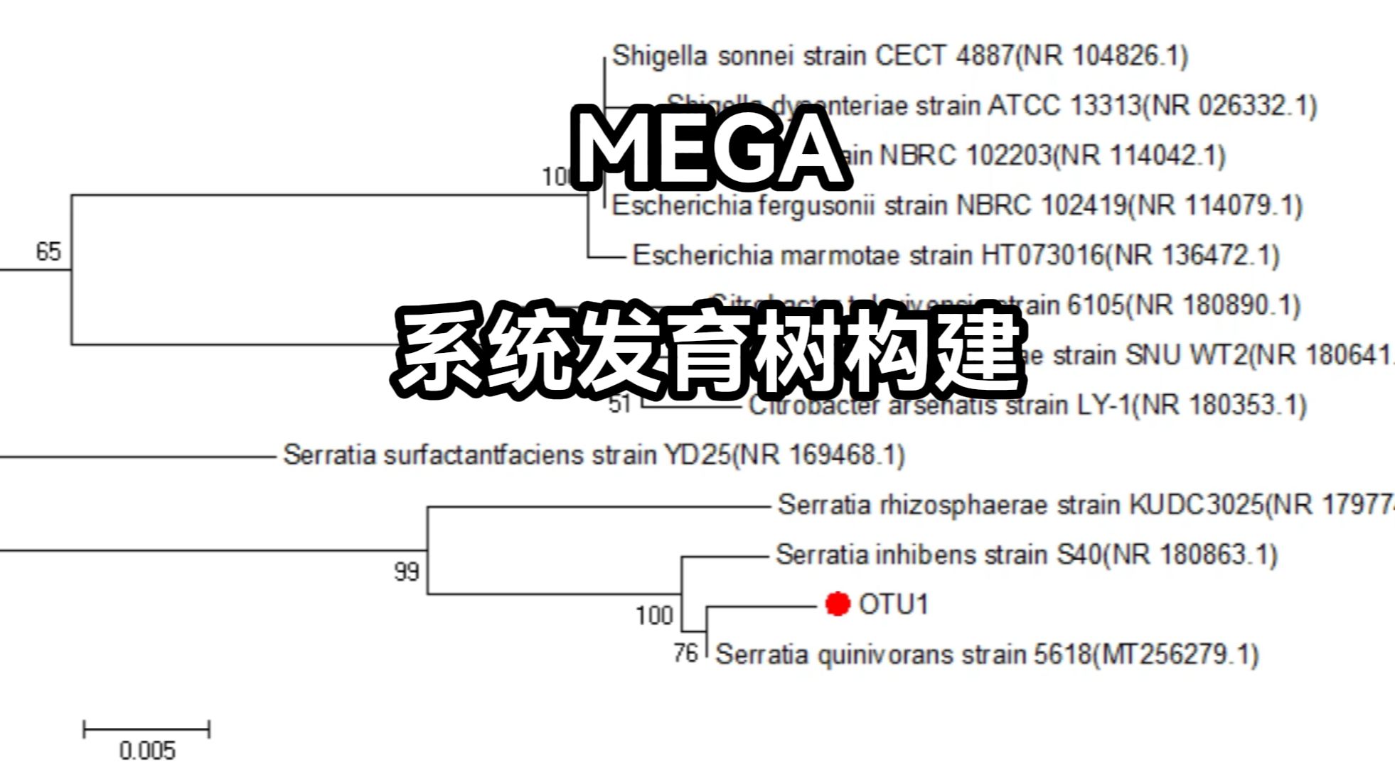 【MEGA】建系统发育树详细过程
