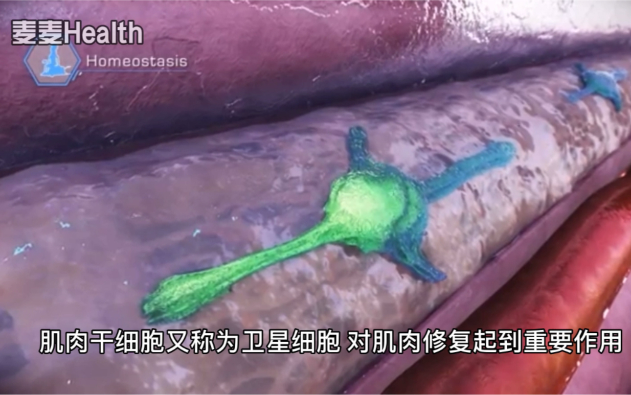 【3D译制】肌肉的修复与再生原理