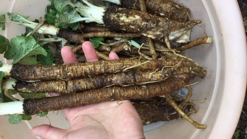大山深处的野生牛蒡,新鲜的洗干净煲汤,也可以切片晒干泡水喝