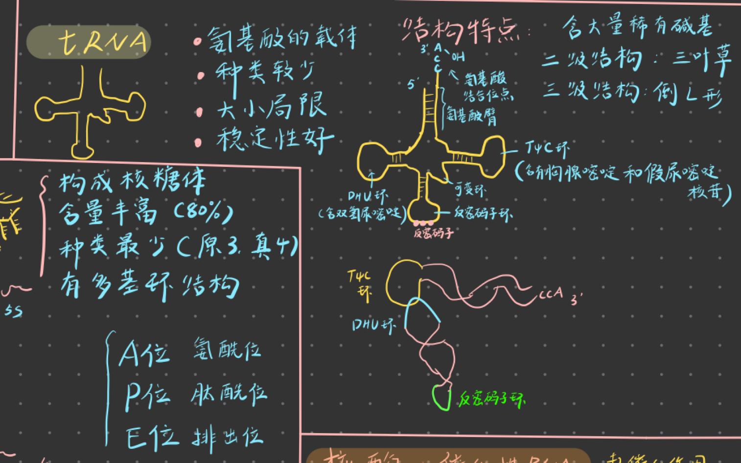 一页一节|开启生化大门~6~RNA的空间结构与功能及核酸理化性质