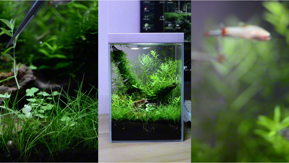 开缸20天的小草缸