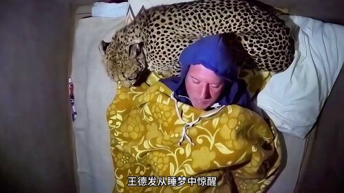 老外露营熟睡中,抱枕变成野生真皮“豹枕”,差点请全村人吃席!