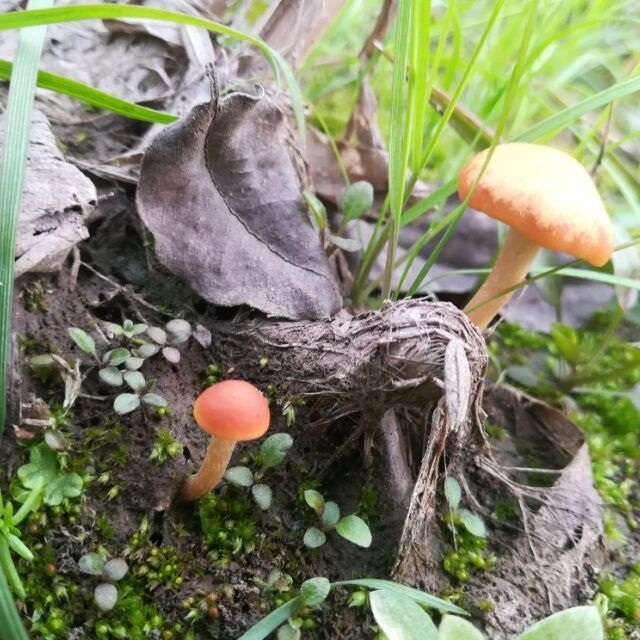 黄卓睿 