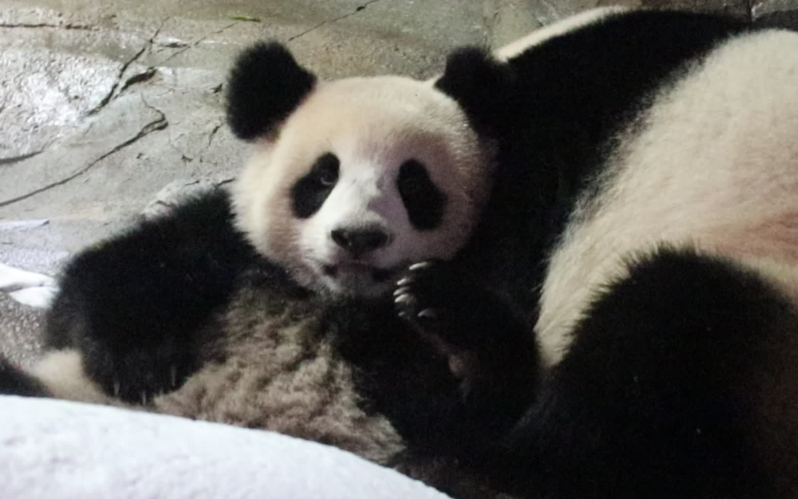 【隆隆&隆仔】妈咪我们一起睡告告~(一把按住)儿砸别闹~