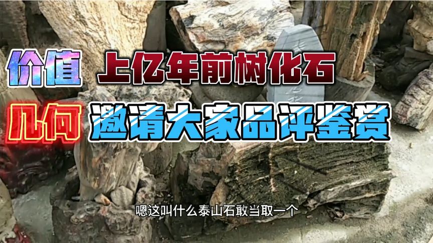 树化玉 价值不菲的亿万年前树化石 你们见过吗?今天“它”来了!