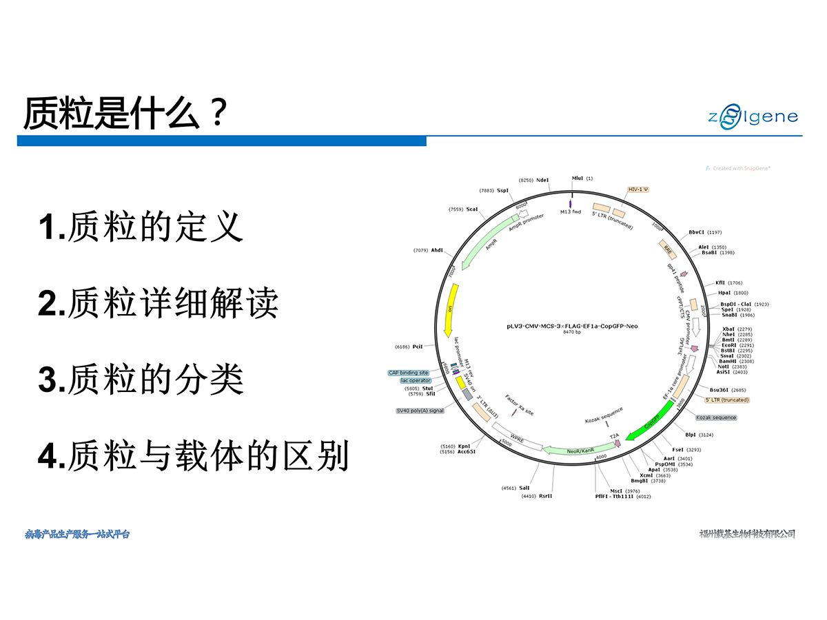 什么是质粒? 质粒图谱怎么看?|质粒的分类|质粒与载体的区别